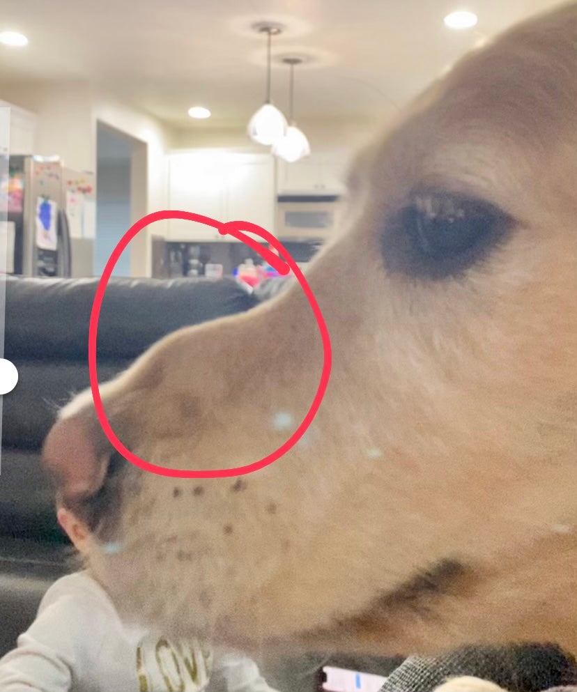 Bump on 4 year old nose. | Golden Retriever Dog Forums Bump on 4 year old nose. | Golden Retriever Dog Forums